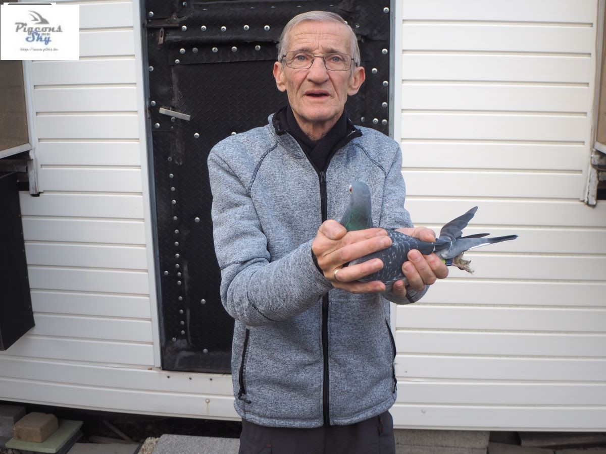 Seizoensoverzicht 2025 Kem... | Pitts - Pigeons Into The Sky