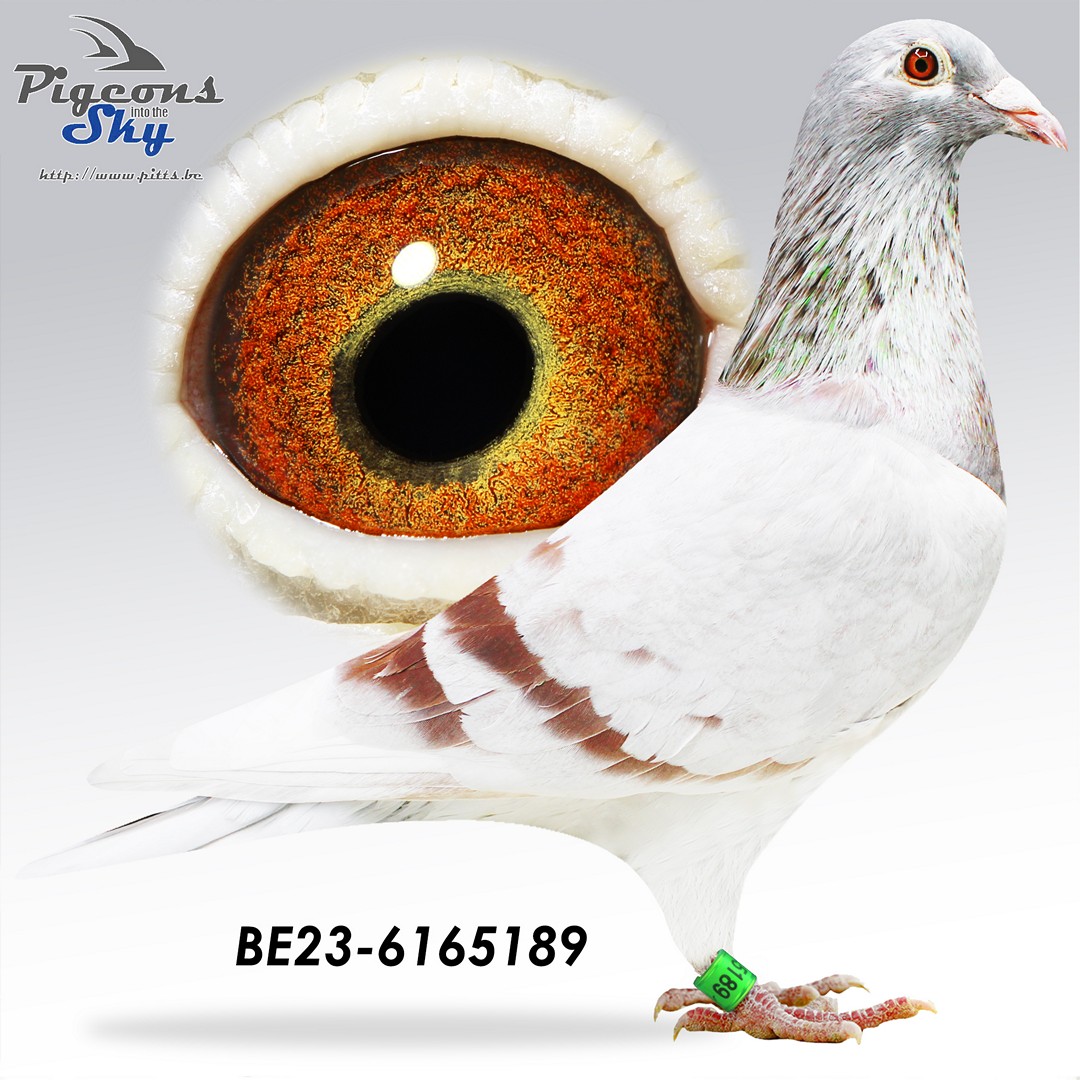 Veiling | Allroundcollectie | Pitts - Pigeons Into The Sky