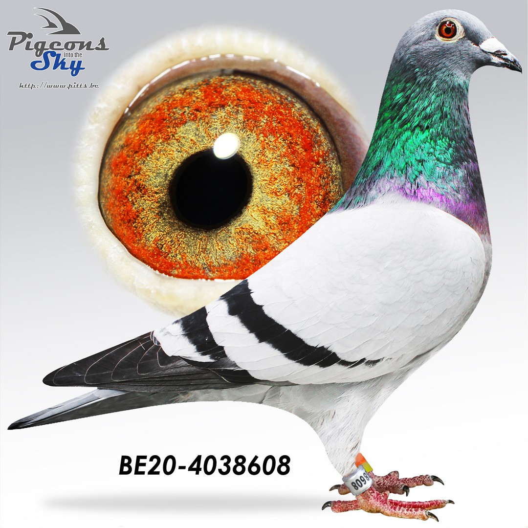 Veilinglot | Geschelpte Ra... | Pitts - Pigeons Into The Sky