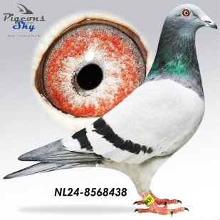 Veiling | Tim Penders | Pitts - Pigeons Into The Sky