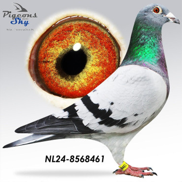 Veiling | Tim Penders | Pitts - Pigeons Into The Sky