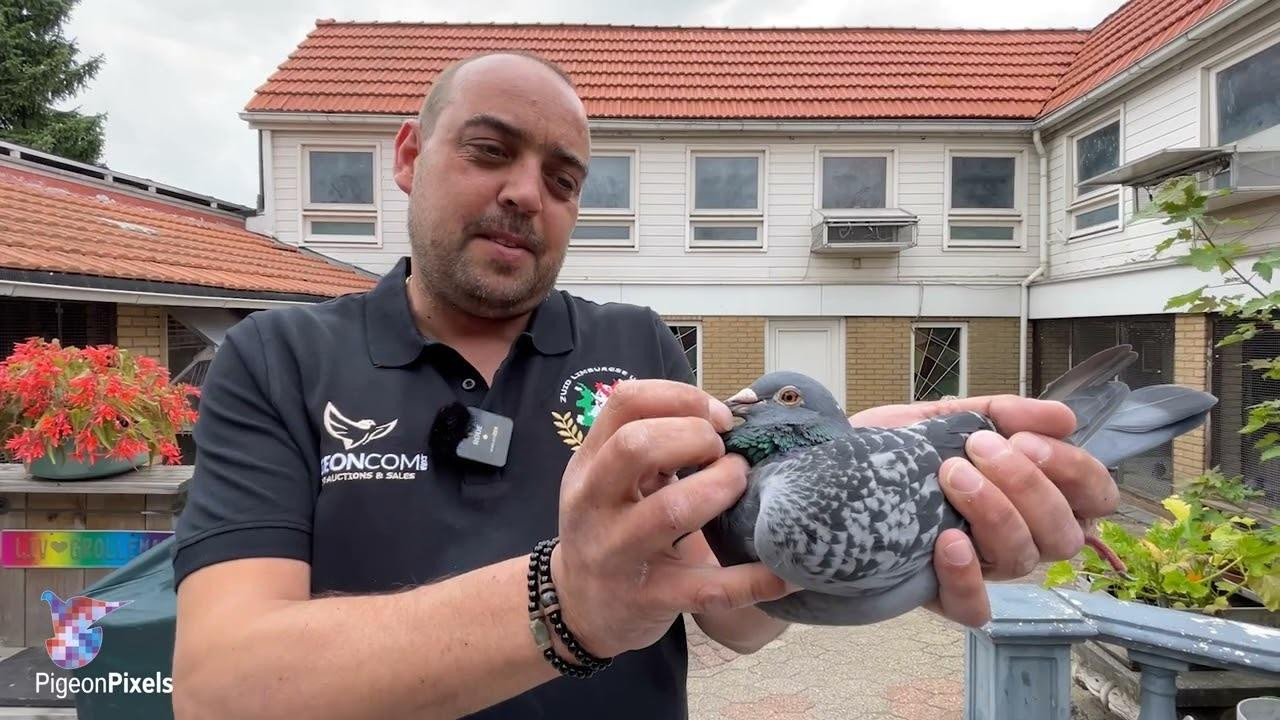 Veilingen | Pitts - Pigeons Into The Sky
